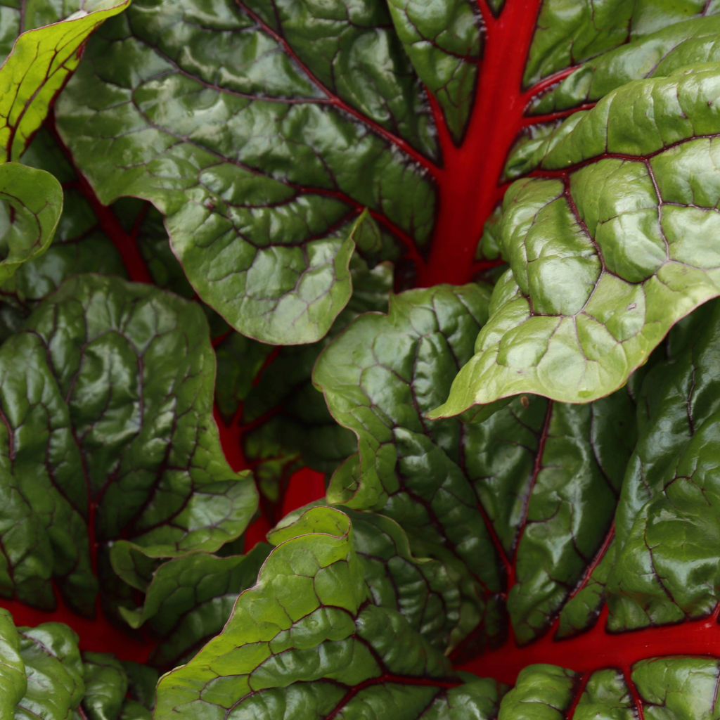 Annie's Heirloom Seeds | Hundreds Of Heirloom, Organic, and NonGMO Veg ...