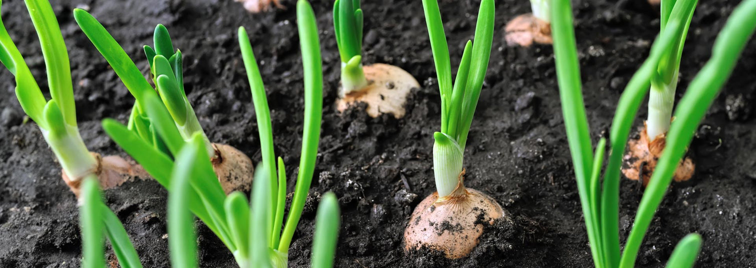 Annie's Heirloom Seeds | Hundreds Of Heirloom, Organic, and NonGMO Veg ...