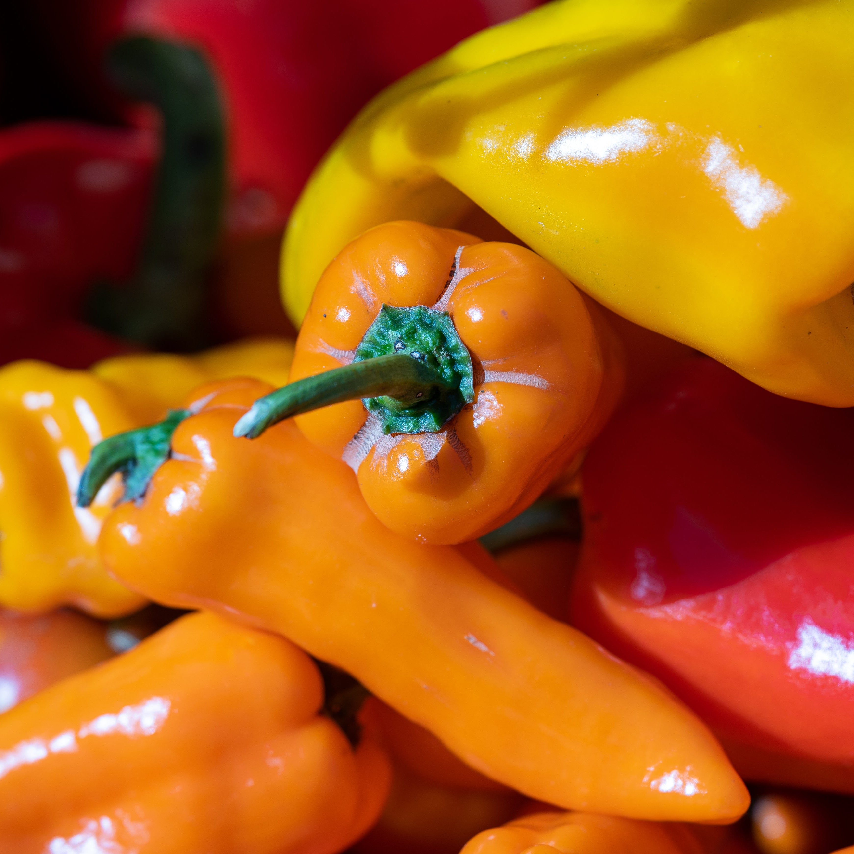 Organic Sunset Sweet Italian Pepper Mix (Capsicum annuum) – Annies ...