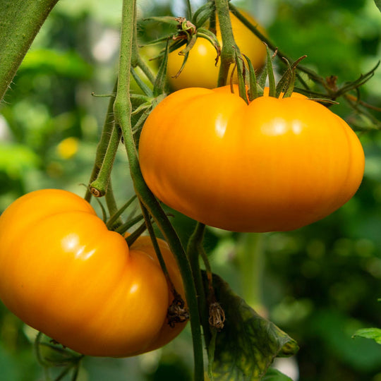Organic Amana Orange Tomato (Solanum lycopersicum) – Annies Heirloom Seeds