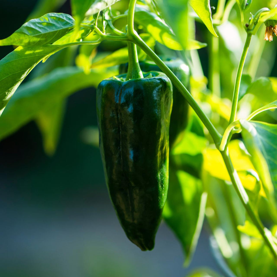 Peppers – Annies Heirloom Seeds