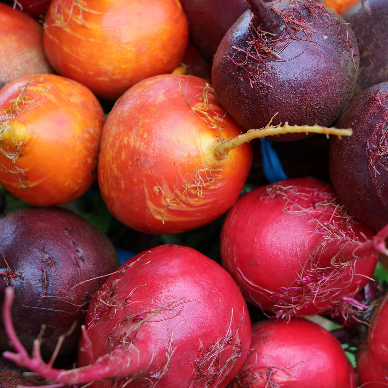 Beets – Annies Heirloom Seeds