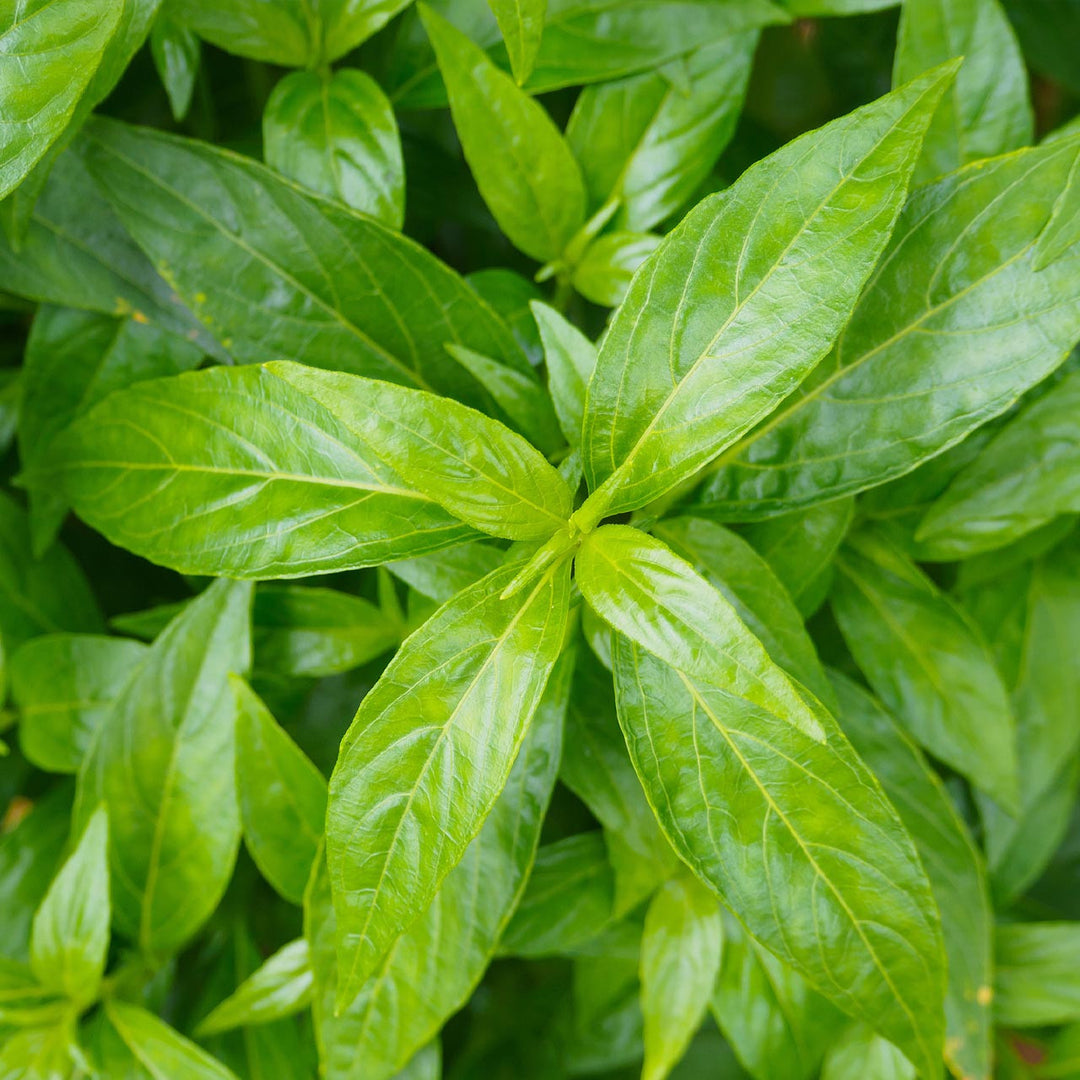 Andrographis (Andrographis paniculate) – Annies Heirloom Seeds