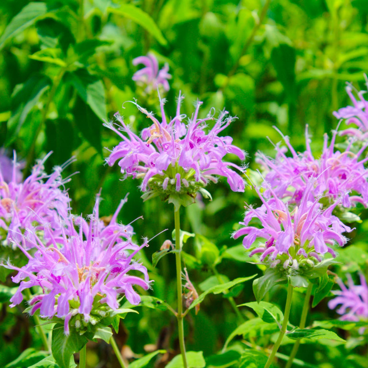 Wildflowers – Annies Heirloom Seeds