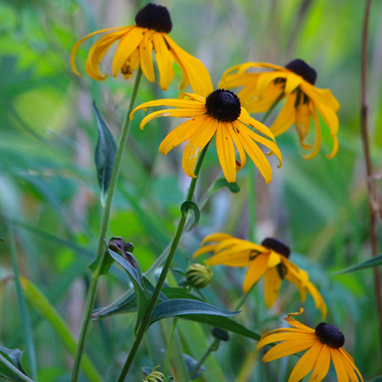 Black-Eyed Susan, Rudbeckia (Rudbeckia hirta) – Annies Heirloom Seeds