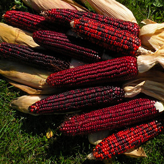 Corn – Annies Heirloom Seeds