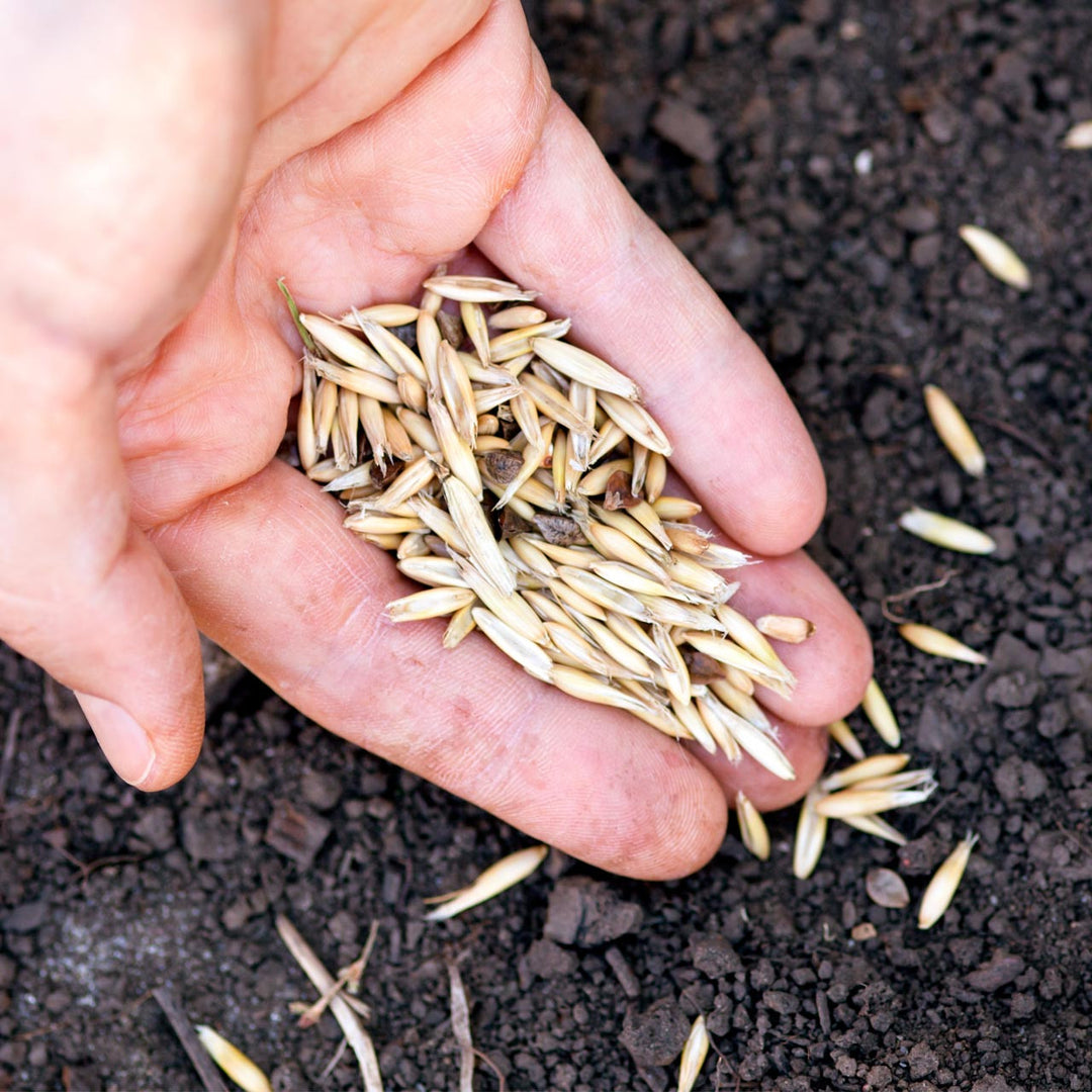 Grains – Annies Heirloom Seeds