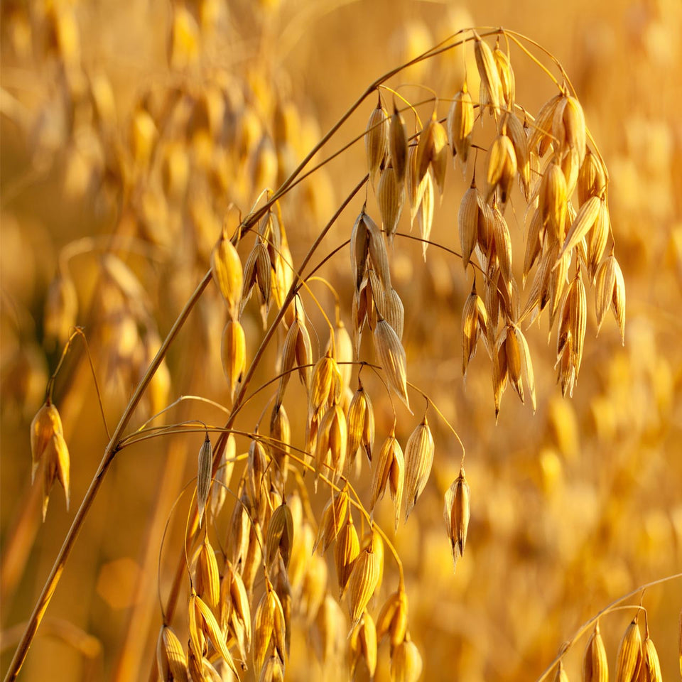 Cover Crops – Annies Heirloom Seeds
