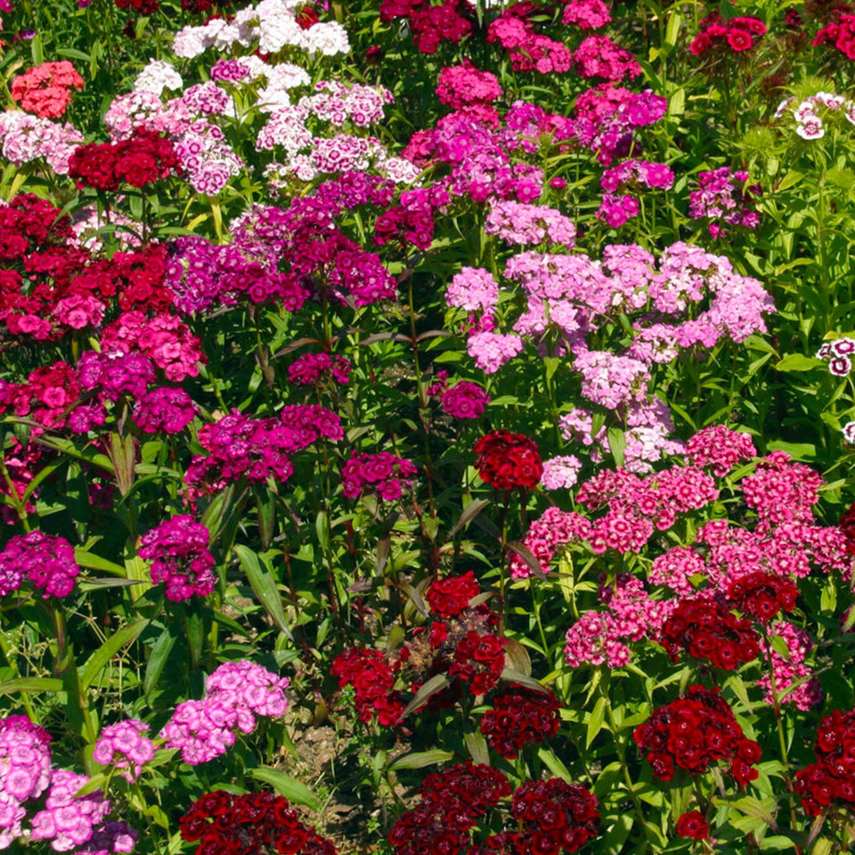 Perennial Flowers – Annies Heirloom Seeds