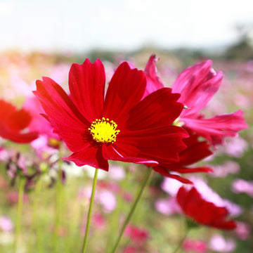 Dwarf Red Cosmos (Cosmos bipinnatus) – Annies Heirloom Seeds