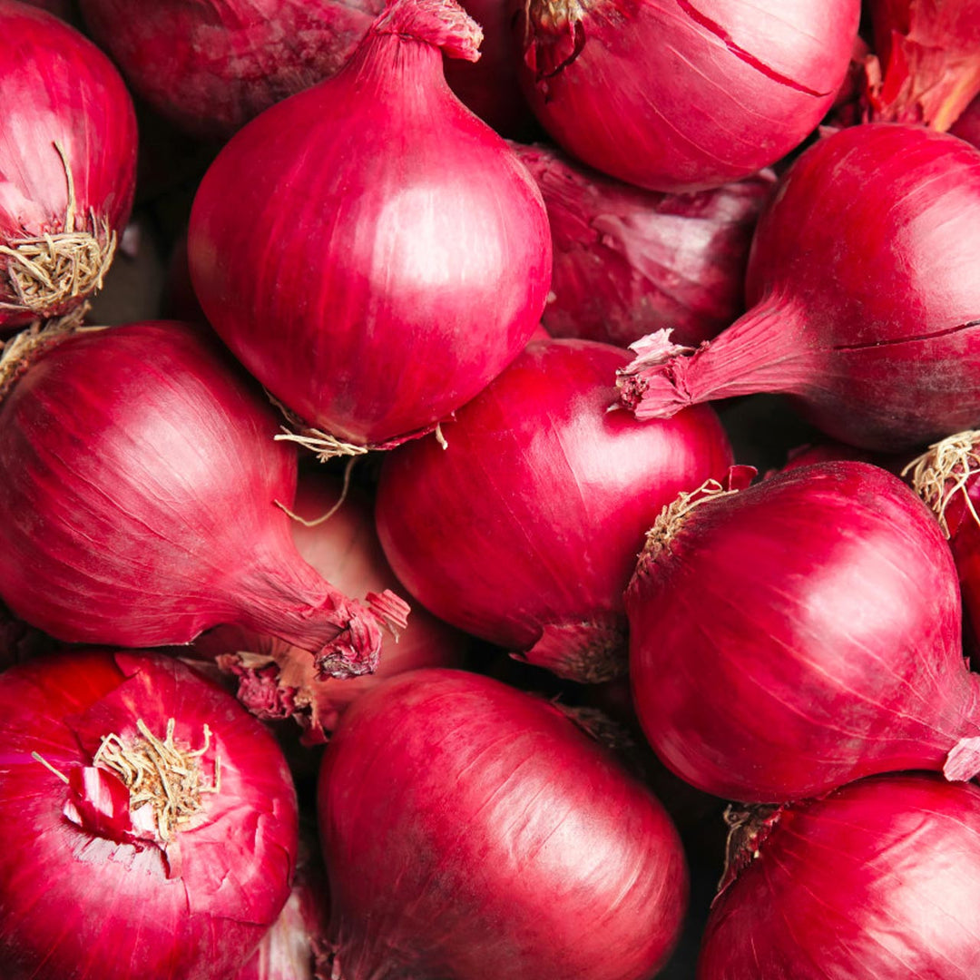 Early Red Texas Grano Onion (Allium cepa) Short Day – Annies Heirloom Seeds
