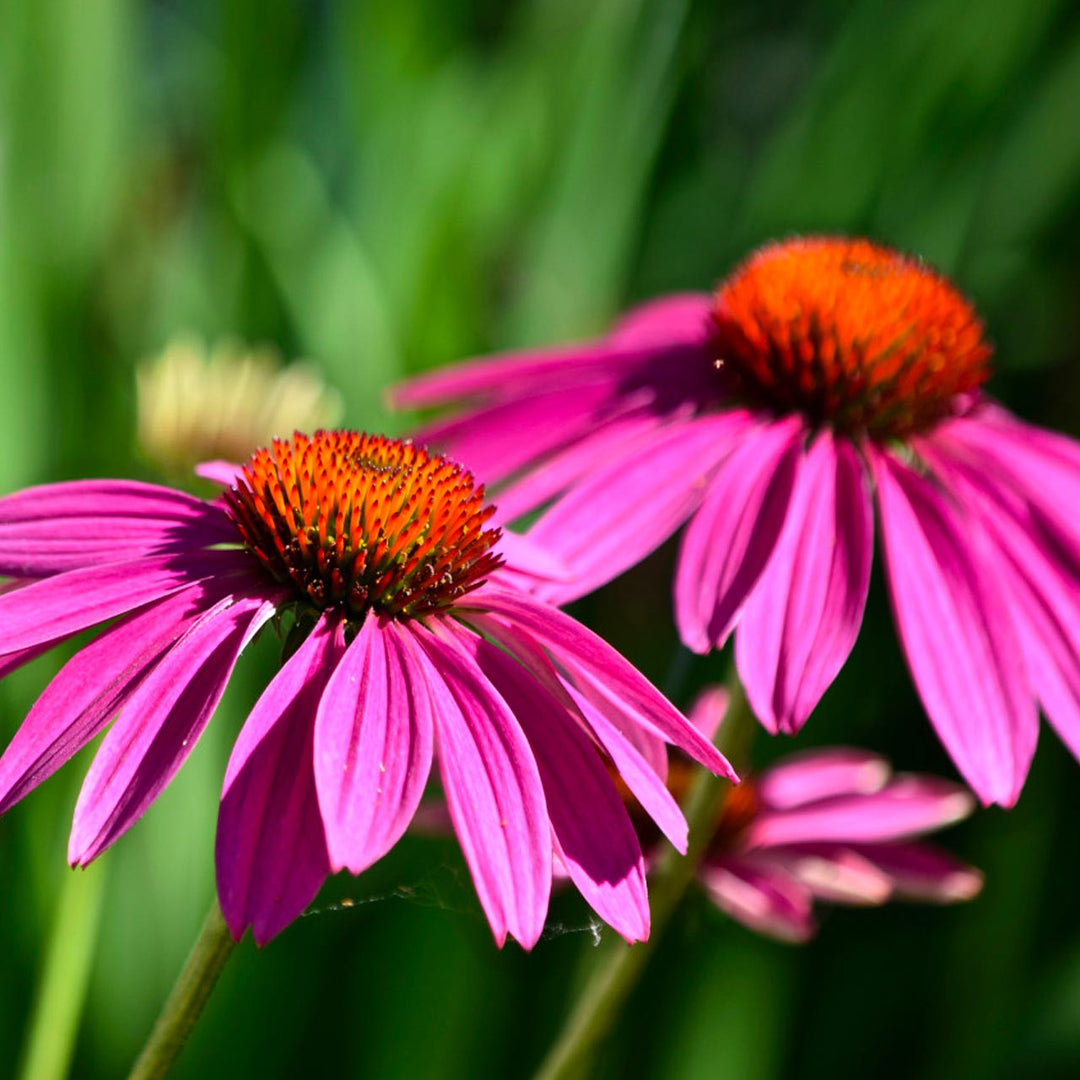 Echinacea/Coneflower (Echinacea purpurea) Perennial – Annies Heirloom Seeds