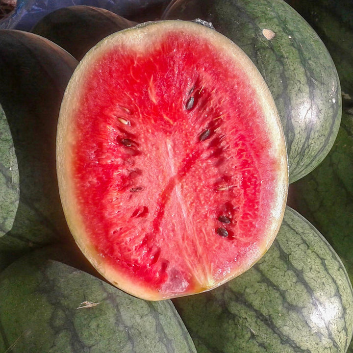 Watermelons – Annies Heirloom Seeds