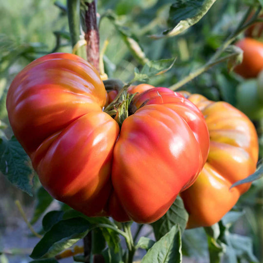 German Pink Tomato (Solanum lycopersicum) – Annies Heirloom Seeds