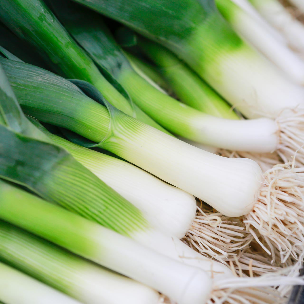 Leeks – Annies Heirloom Seeds