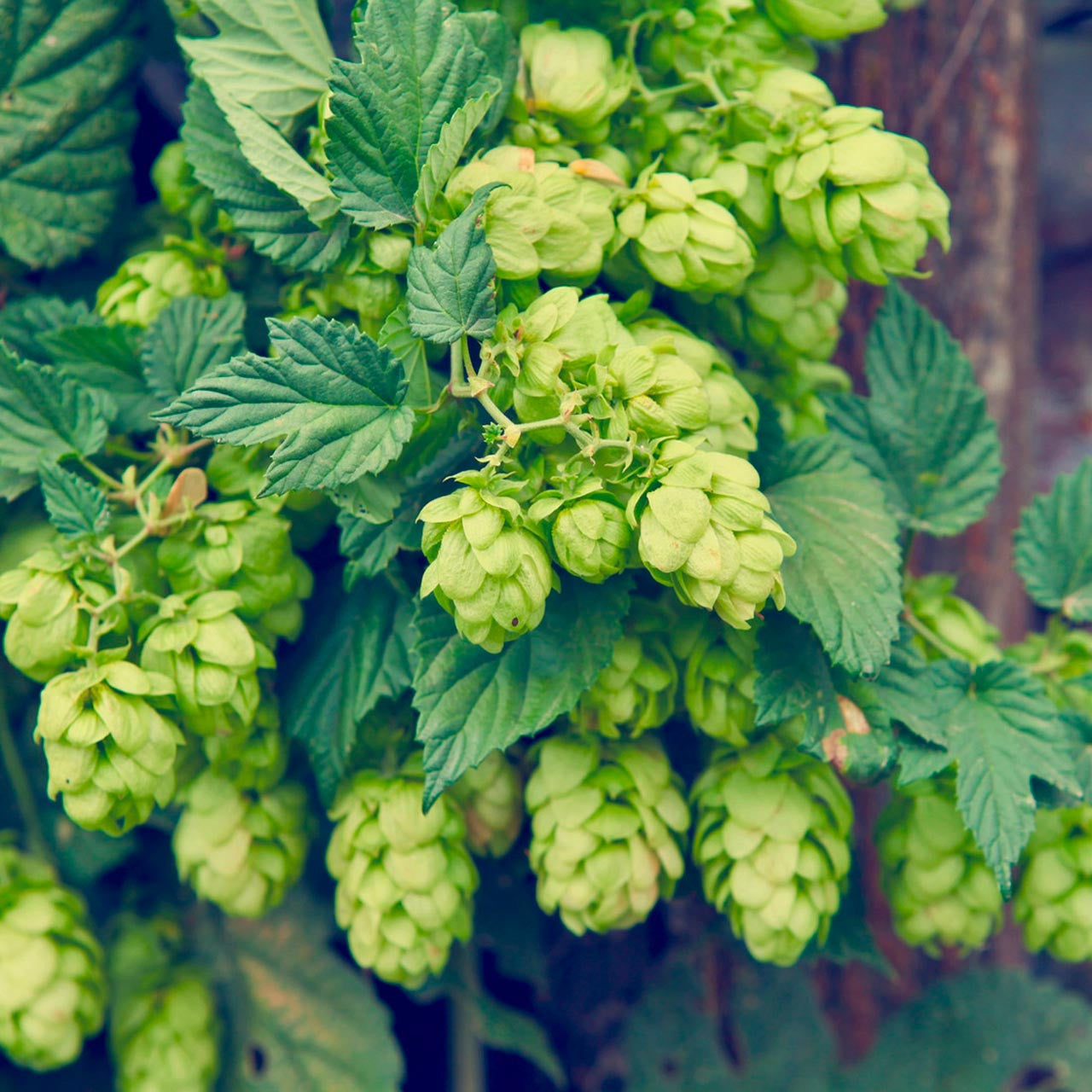 Hops (Humulus lupulus) – Annies Heirloom Seeds