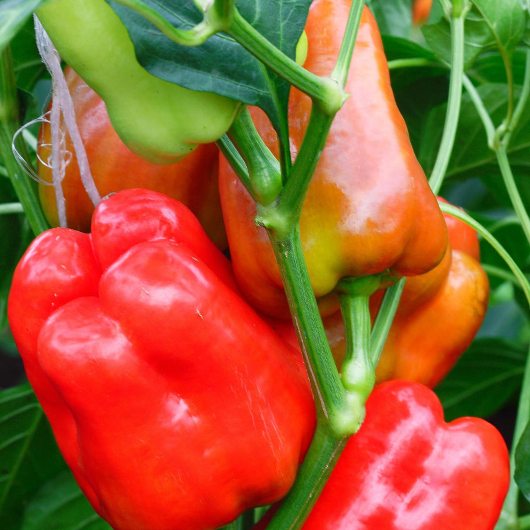 Jupiter Pepper (Capsicum annuum) – Annies Heirloom Seeds