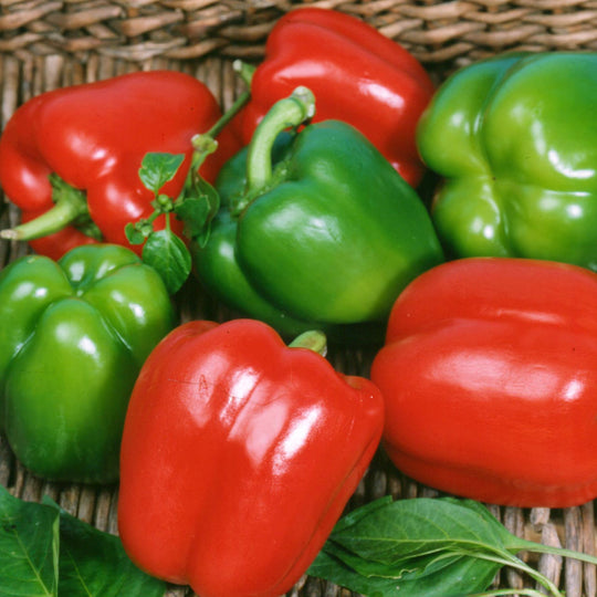 Keystone Giant Pepper – Annies Heirloom Seeds