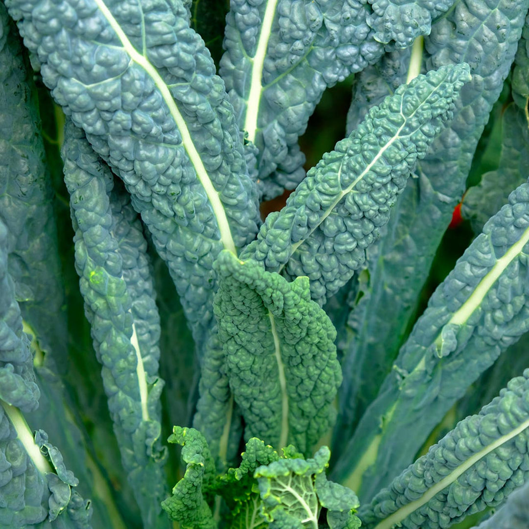 Kale – Annies Heirloom Seeds