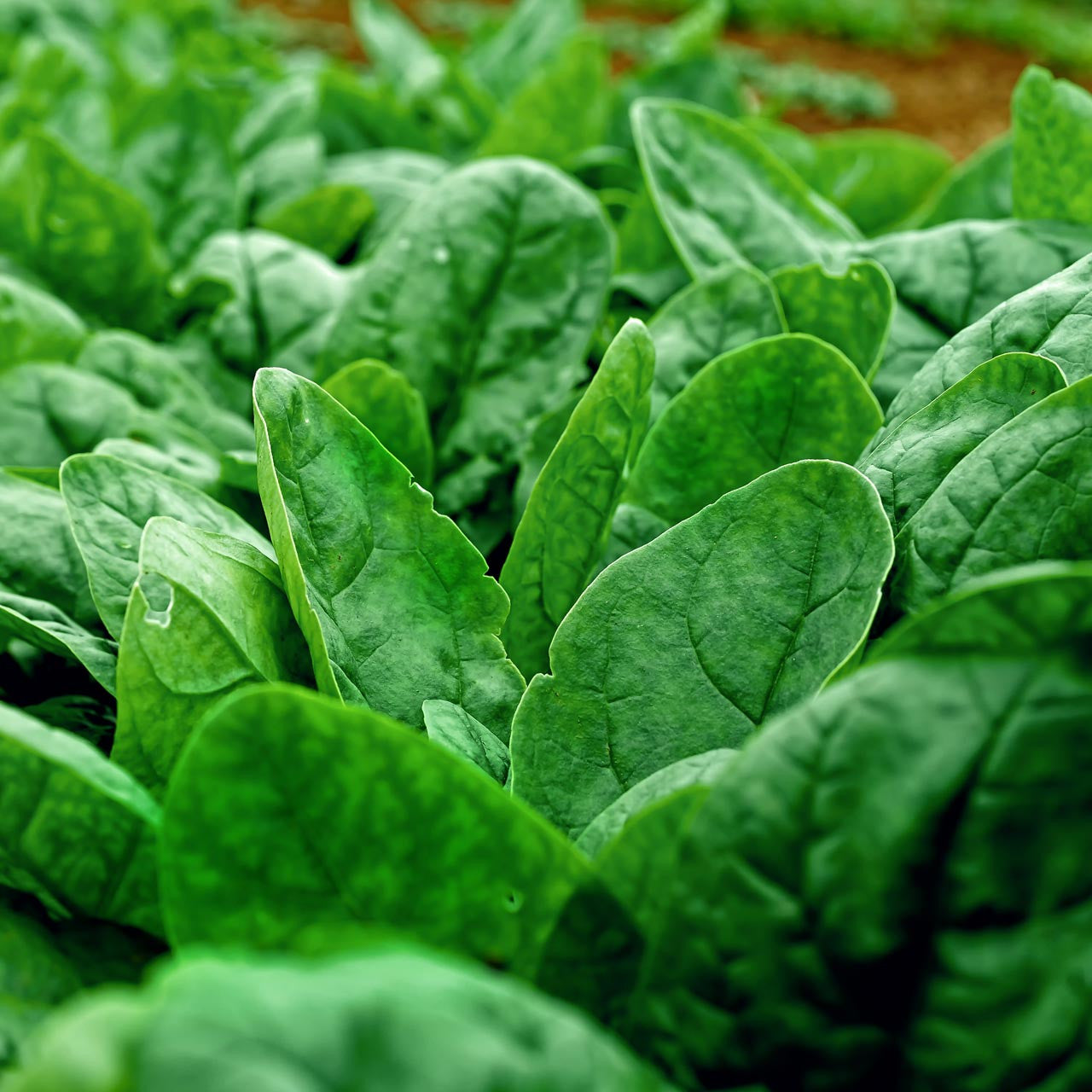 Sale – Annies Heirloom Seeds