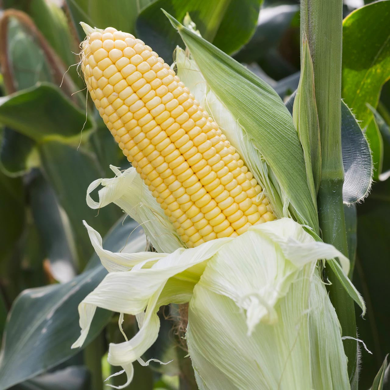 Golden Bantam Sweet Corn (Zea mays) – Annies Heirloom Seeds