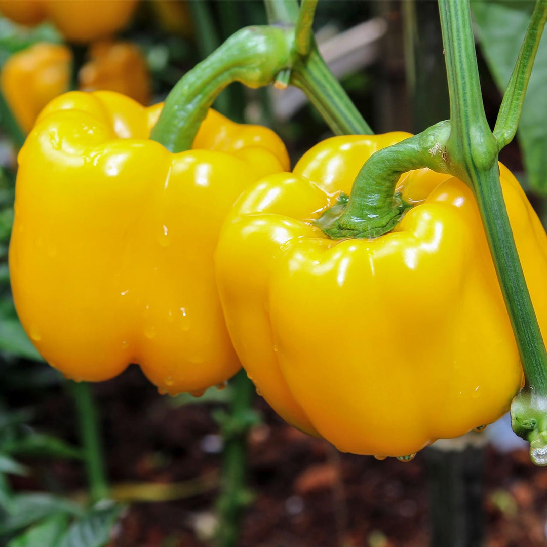 Organic Golden California Wonder Pepper (Capsicum annuum) – Annies ...