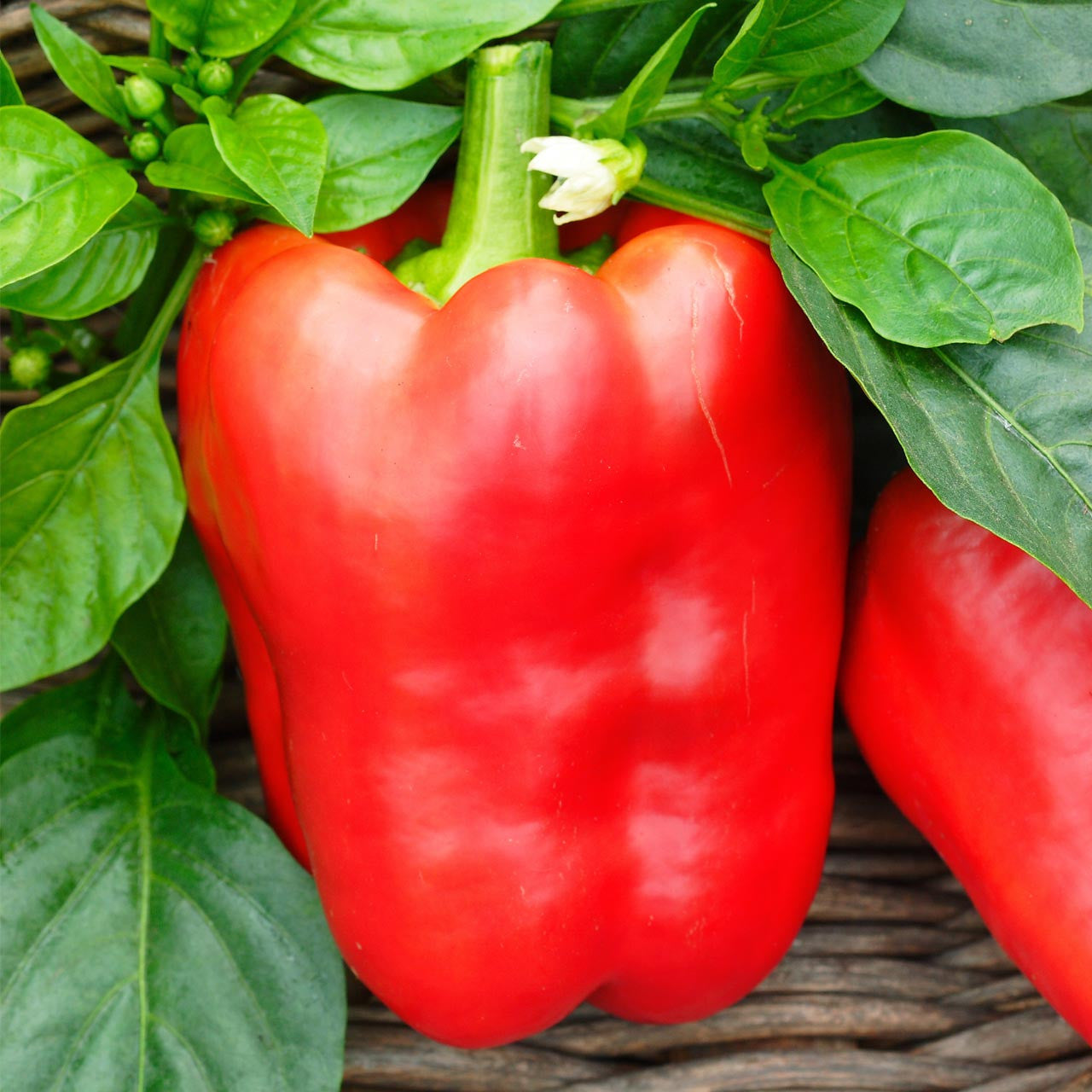 Bell Peppers – Annies Heirloom Seeds