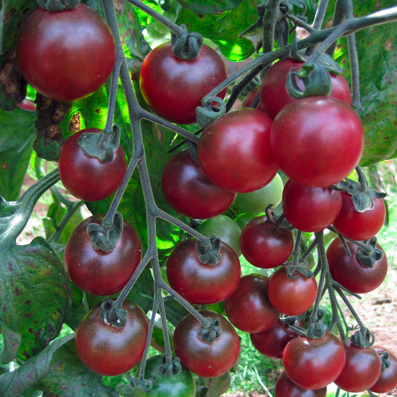 Organic Rosella Tomato (Solanum lycopersicum) – Annies Heirloom Seeds