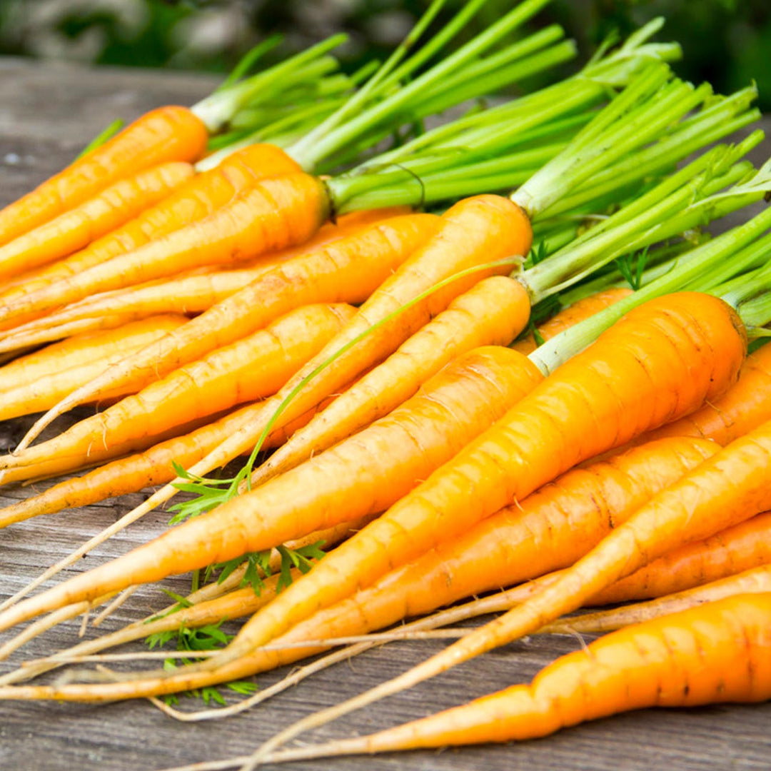Organic Yellowstone Carrot (Daucus carota) – Annies Heirloom Seeds