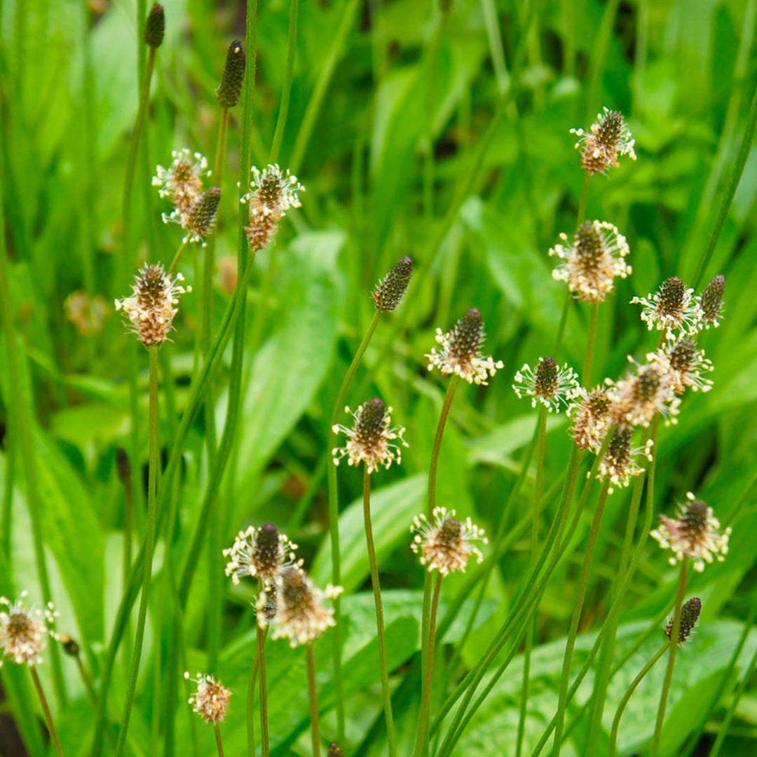 Ribwort Plantain (Plantago lanceolata) Perennial – Annies Heirloom Seeds