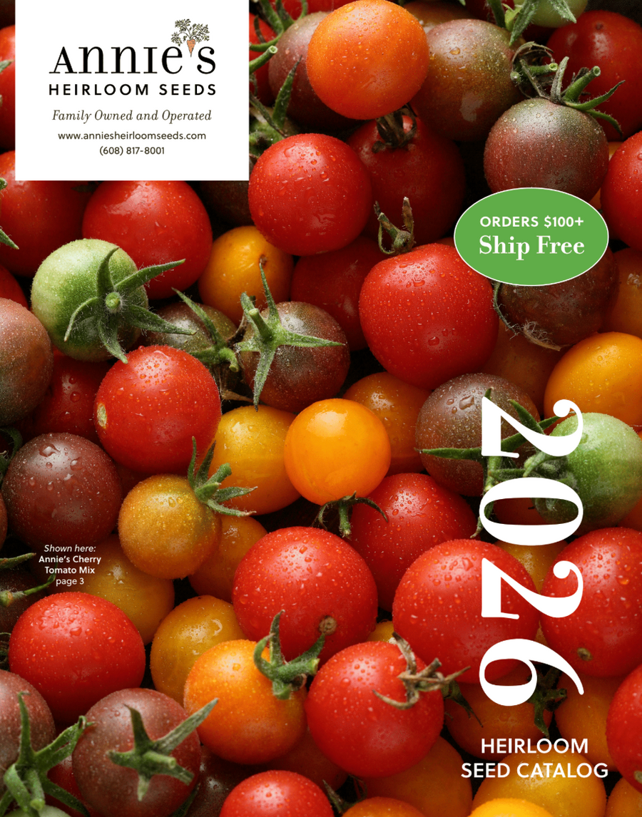 Lentils – Annies Heirloom Seeds