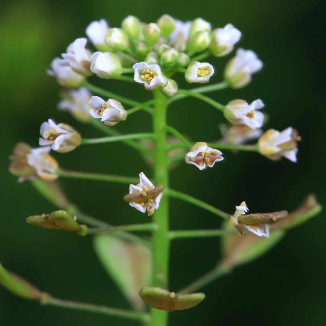 Shepherd’s Purse (Capsella bursa-pastoris) Annual – Annies Heirloom Seeds
