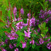 True Indigo (Indigofera tinctoria) – Annies Heirloom Seeds