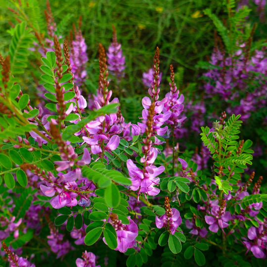 True Indigo (Indigofera tinctoria) – Annies Heirloom Seeds