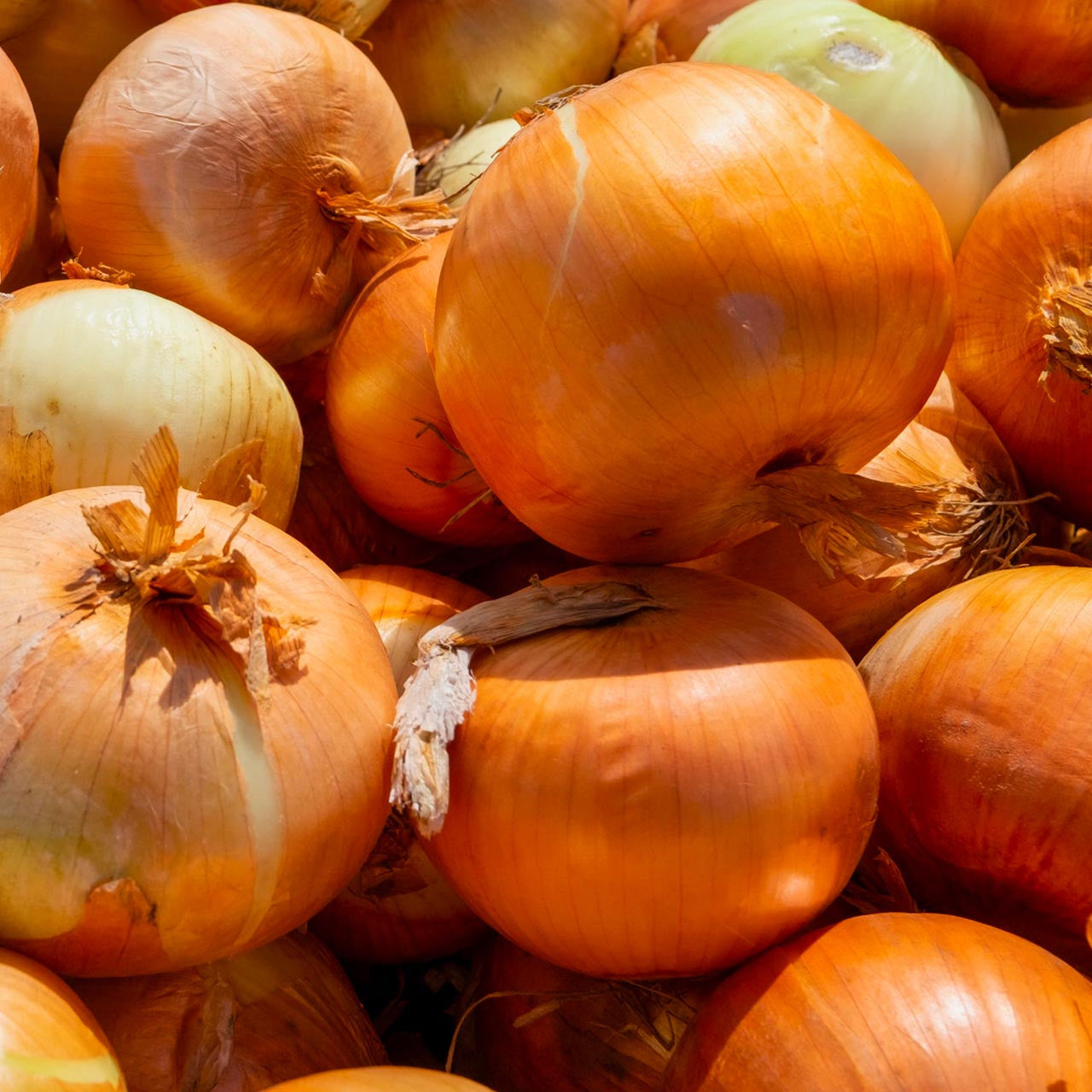 Onions – Annies Heirloom Seeds