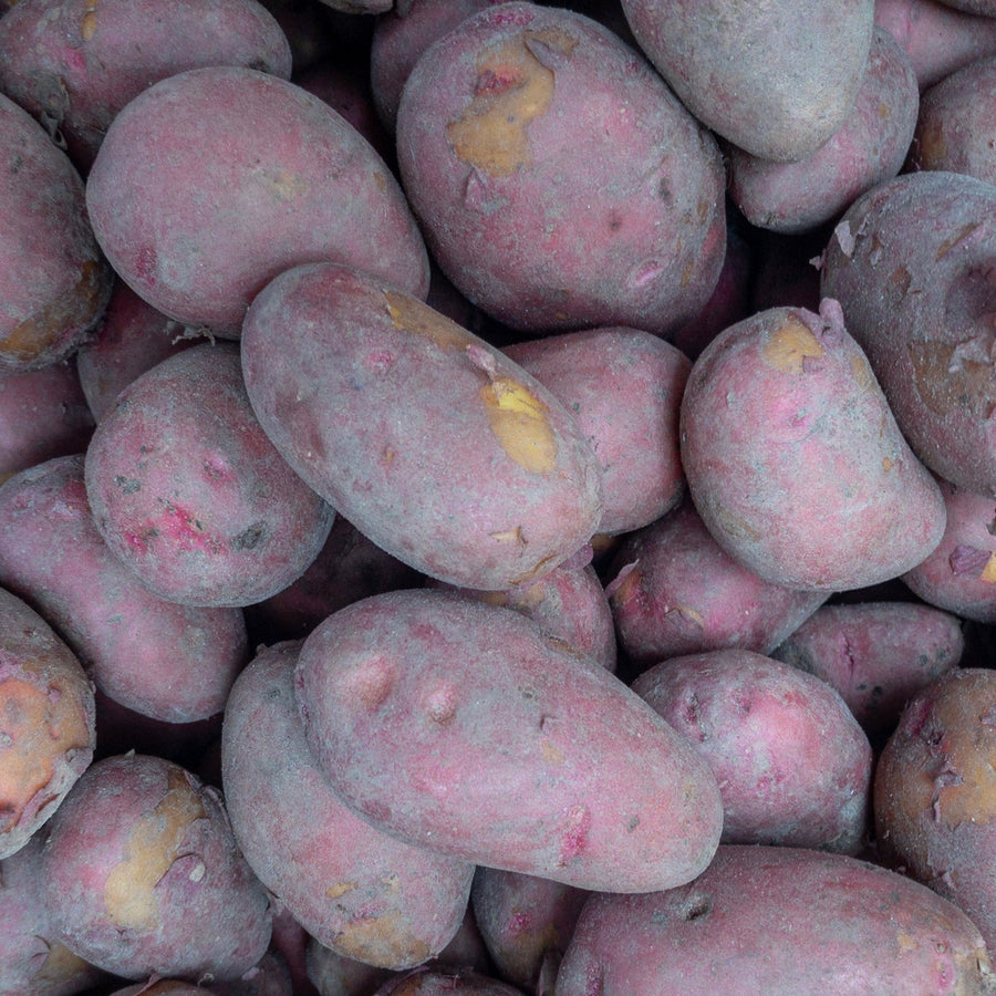 Organic Purple Viking Seed Potato (Solanum tuberosum) April Delivery ...
