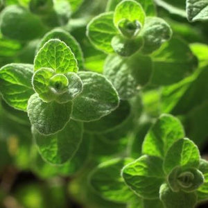 Organic Za'atar (Origanum syriacum) – Annies Heirloom Seeds