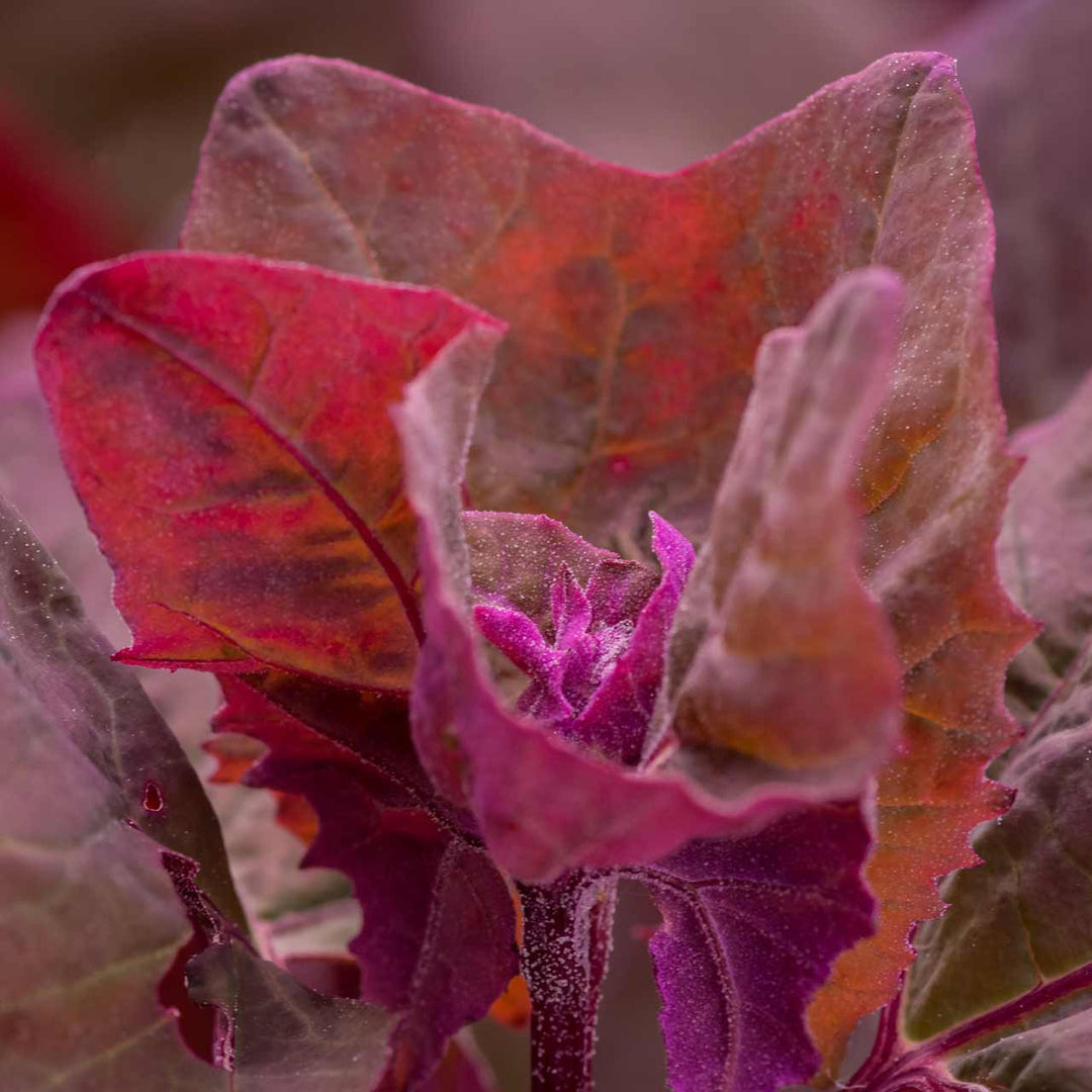 Organic Ruby Red Orach (Atriplex hortensis) – Annies Heirloom Seeds