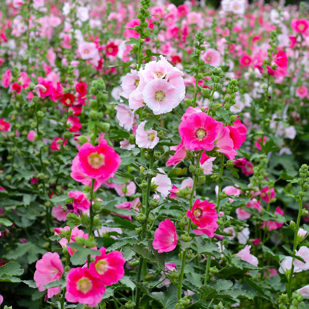 Perennial Flowers – Annies Heirloom Seeds